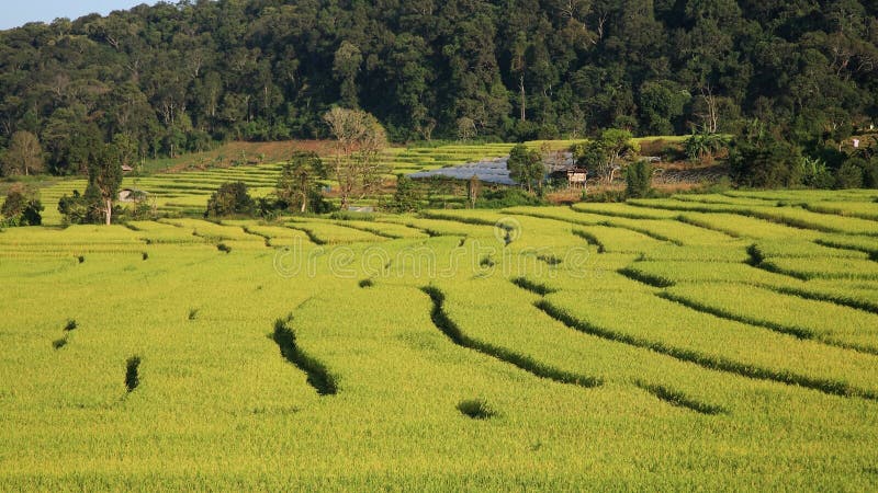 Terraced Ripe Rice Field in Chiang Mai Stock Photo - Image of land ...