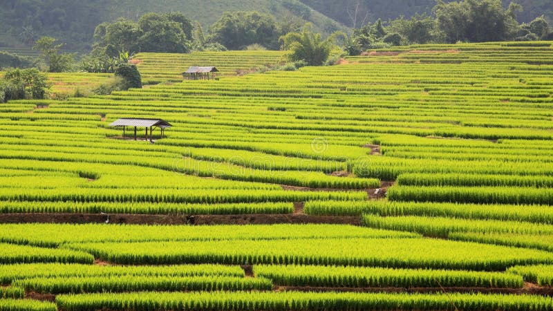 Hmong Woman with Rice Field Terrace Background Editorial Photography ...
