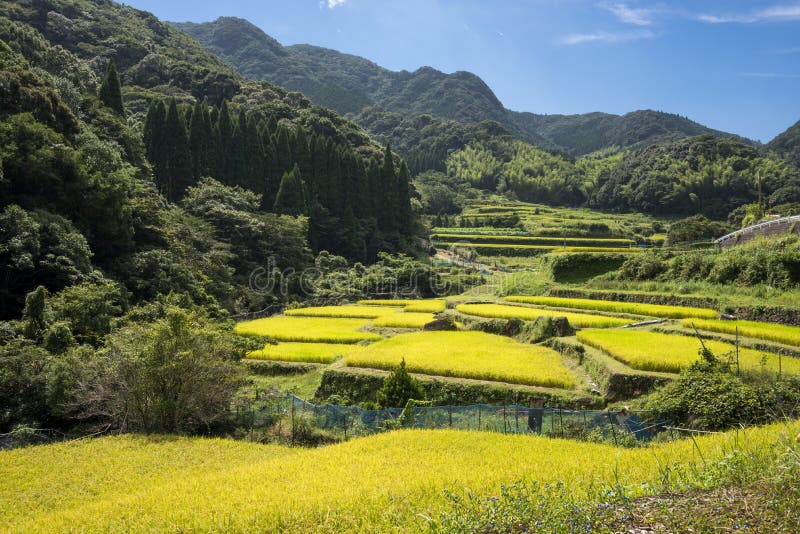 Terraced ripen rice field stock photo. Image of autumn - 120459590