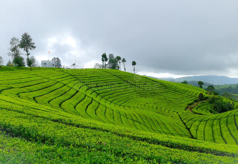 Terraced Tea Garden stock photo. Image of grassland - 257548812