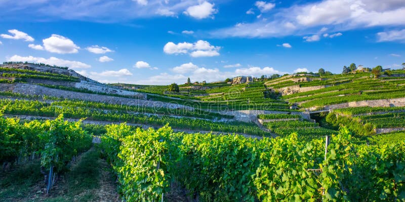 Terraced Vineyards on a Sunny Hillside Stock Photo - Image of geneva ...