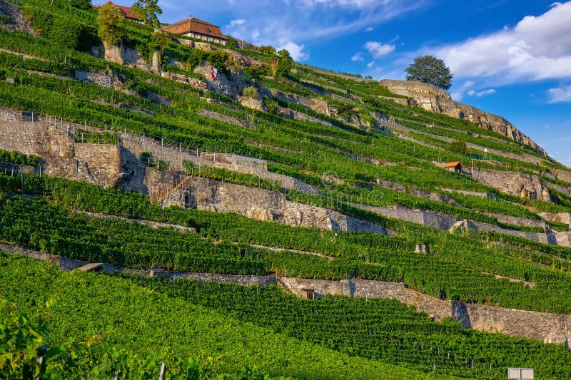Terraced Vineyards on a Sunny Hillside Stock Photo - Image of rural ...