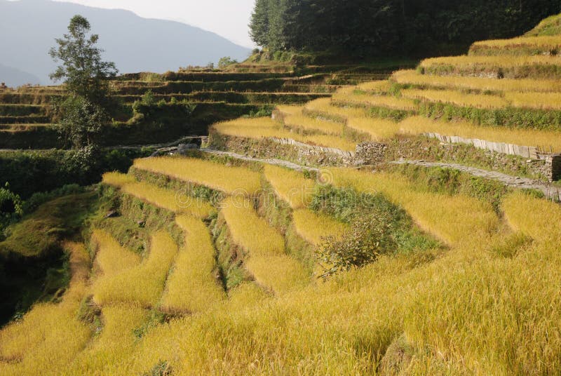 Terraces stock image. Image of mountain, nepal, steep - 25734603