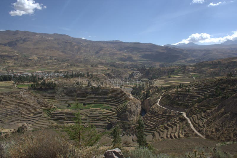 Terraces in Colca Canyon stock photo. Image of tourist - 14551840