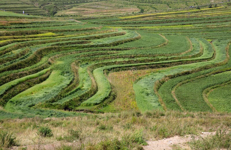 Terraces in the Deep Grasslands of Zhangbei County, China Stock Photo ...