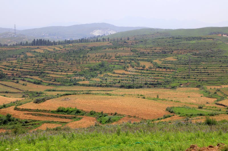 Terraces on hillside stock image. Image of plants, planting - 379296751