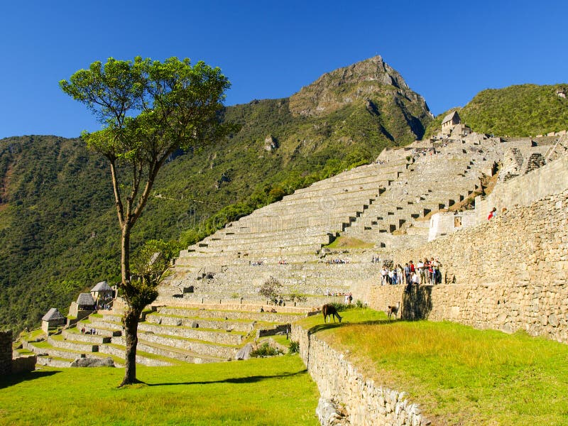 Terraces of Machu Picchu editorial stock image. Image of peruvian ...