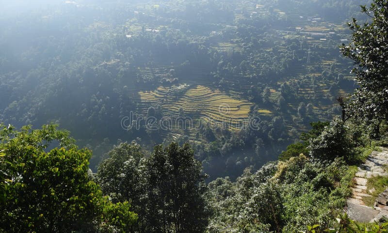 Terraces at Phedi, Annapurna Range, Pokhara, Nepal Stock Photo - Image ...