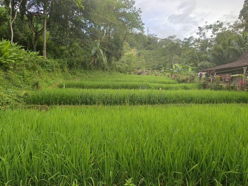 Terracing Rice Field stock photo. Image of flower, crop - 266019646