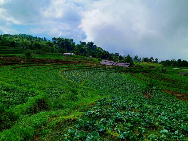 Terracing Techniques for Vegetable Cultivation in Highland Areas Stock ...