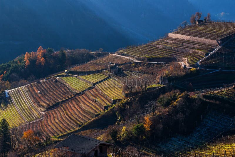 Terracing Vineyard on the Hill Stock Photo - Image of terracing, autumn ...