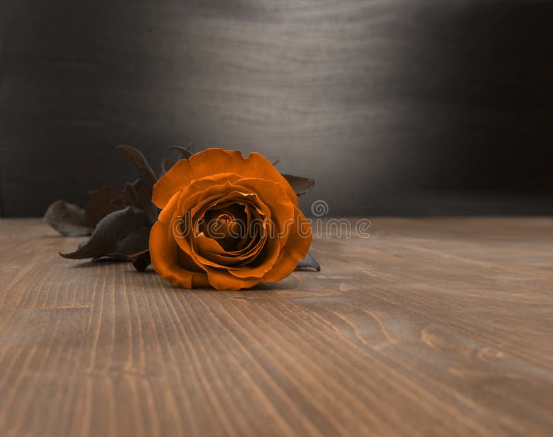 Terracotta Color Rose on Wood and Black Light Shadow Background Stock ...