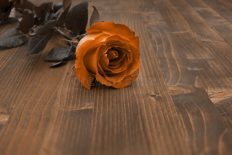 Terracotta Color Rose on Wood Copy Space Background Stock Photo - Image ...