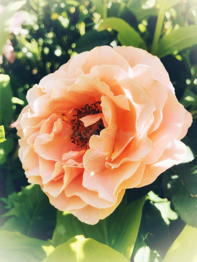 Terracotta rose stock photo. Image of rose, delicate - 137290462