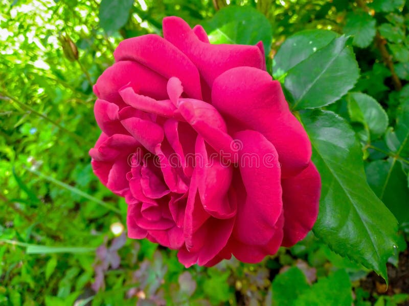 Terracotta Rose Flower Close Up Stock Photo - Image of flower ...