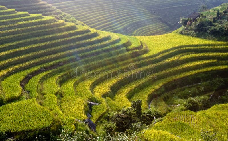 Terrance in china stock photo. Image of nature, field - 12771030