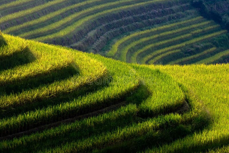 Terrance in china stock photo. Image of nature, field - 12771030