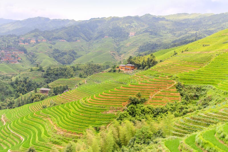 Terrance in china stock photo. Image of nature, field - 12771030