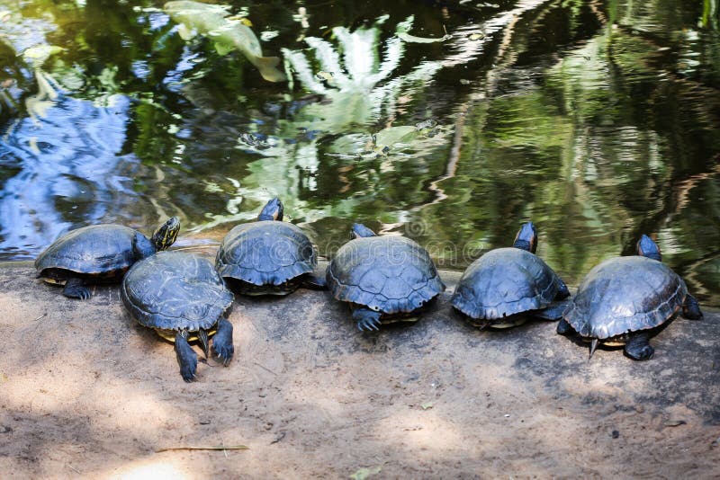 Turtles Standing Up Photos - Free & Royalty-Free Stock Photos from ...