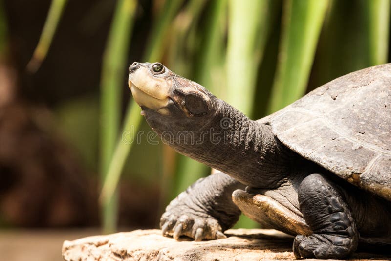 Terrapin Serrated Hinged Terrapin Stock Image - Image of shell ...