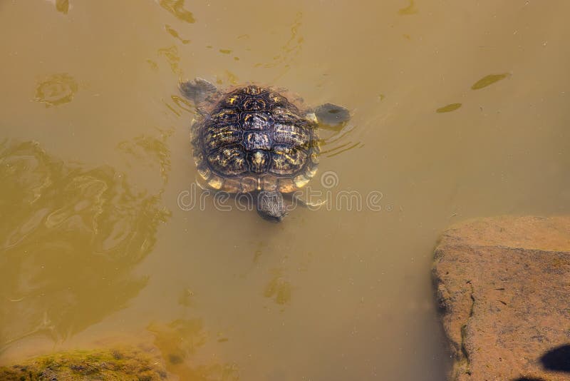 Terrapin or Snapping Turtle. Stock Photo - Image of detail, life: 229801448