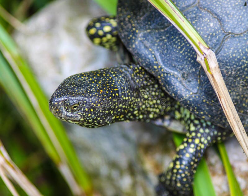 Terrapin stock photo. Image of park, european, city, island - 32276618