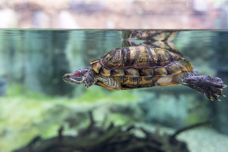 Terrapin stock image. Image of wildlife, terrapin, shell - 37393985