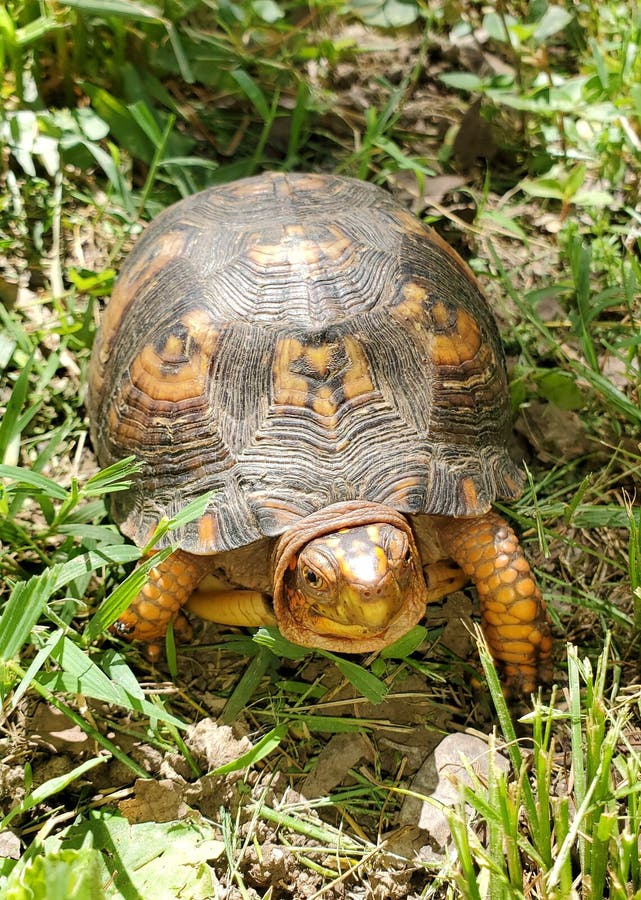 Terrapin turtle in sun stock image. Image of outdoor - 188444667