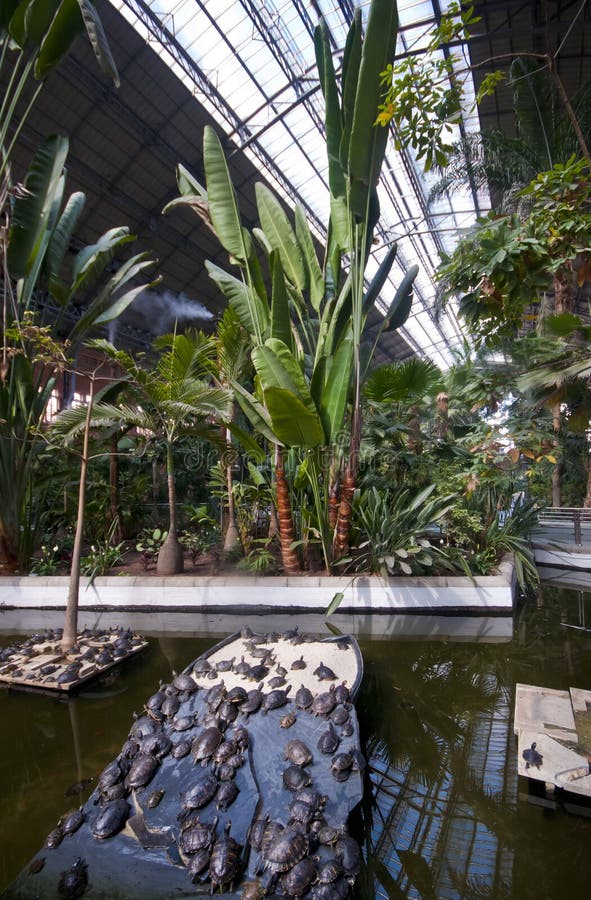 Terrapins and Rainforest in Atocha Stock Image - Image of historical ...