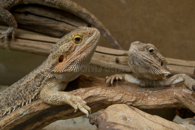 Bearded Dragons claw stock photo. Image of young, vertebrate - 4306730