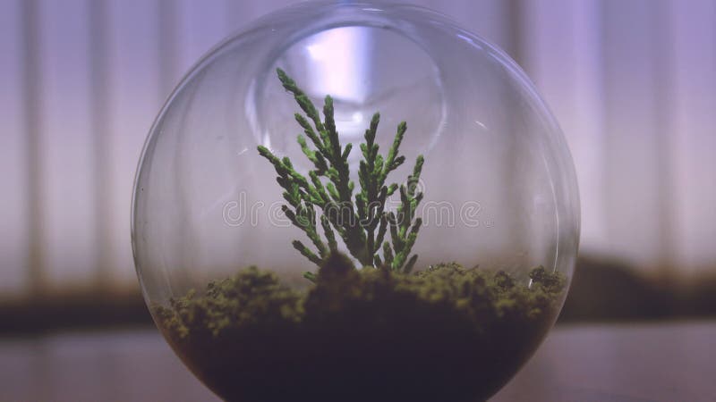Terrarium indoors stock image. Image of house, houseplant - 82953067