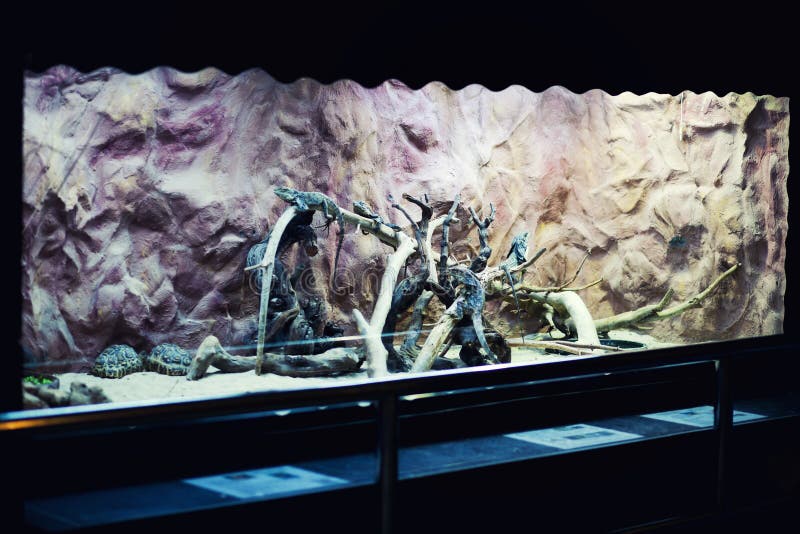 Terrarium Met Hagedissen En Schildpadden Stock Foto - Image of licht ...