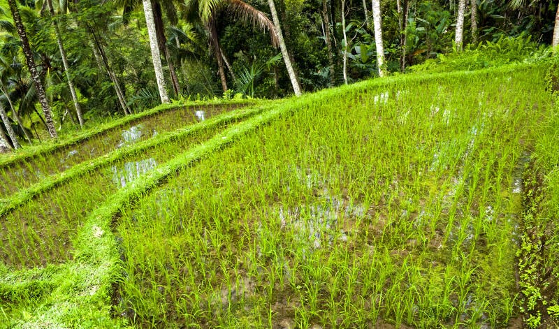 Terrasse De Plantation De Riz Photo stock - Image du tropical, détail ...