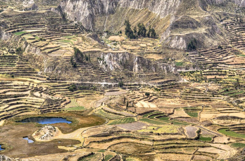 Colca-Schlucht, Peru, Südamerika. Inkas, Zum Der Landwirtschaft Von ...