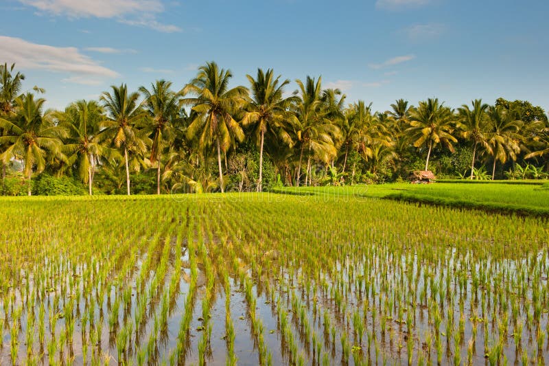 Plantation De Riz Dans L'Inde Image stock éditorial - Image du ...