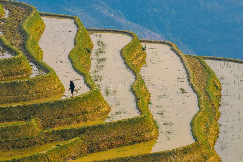 Terrasses De Riz De Yuanyang, Yunnan, Chine Image stock - Image du bleu ...