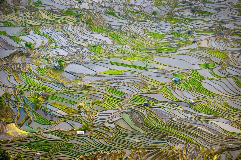 Terrasses De Riz De Yuanyang, Yunnan, Chine Photo stock - Image du vert ...