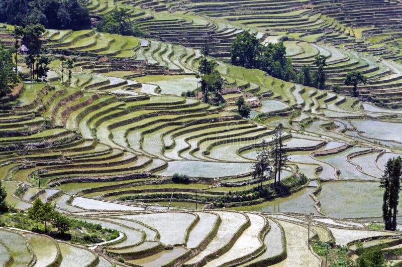 Terrasses De Riz De Yuanyang, Yunnan - Chine Image stock - Image du ...