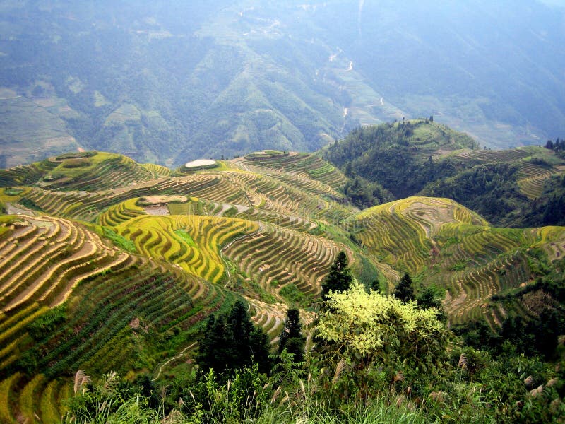 Terrasses De Riz Dans Longsheng, Chine Image stock - Image du rural ...