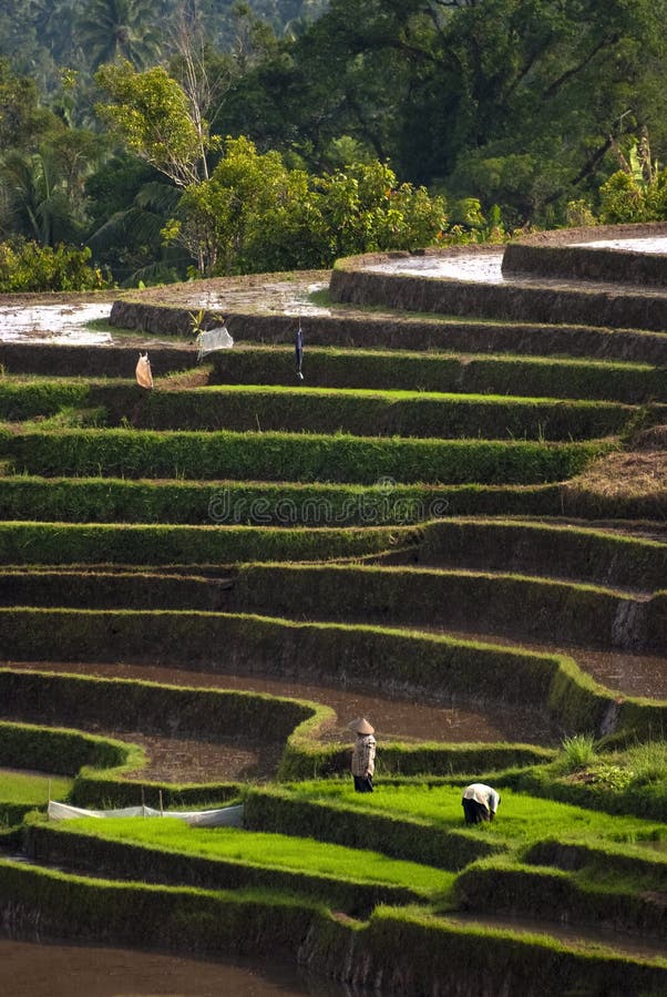 Terrasses Incroyables De Riz De Belimbing, Bali Photo stock - Image du ...