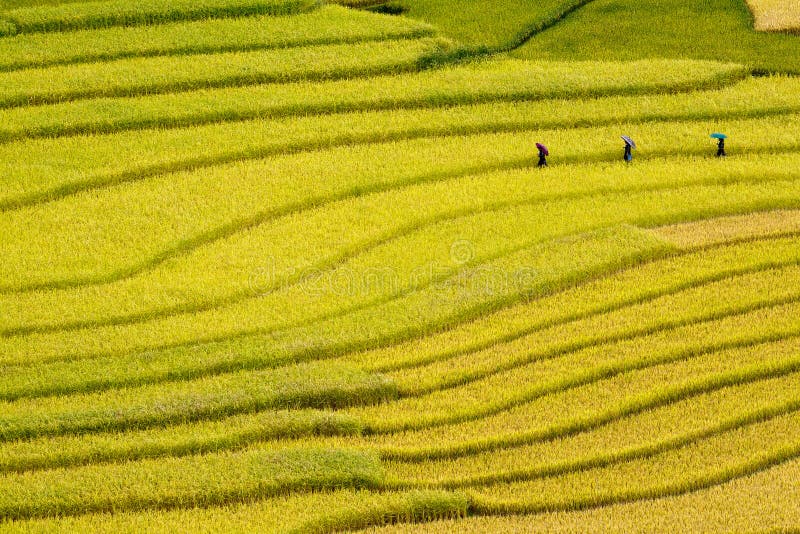 Terrced Rice Fields - Three Women Visit Their Rice Stock Photo - Image ...