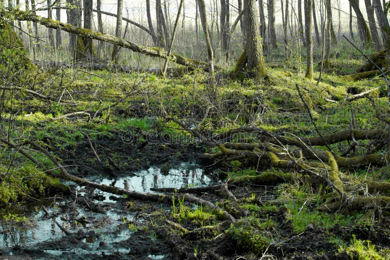 Terreno Infranqueable Anegado Imagen de archivo - Imagen de parque ...