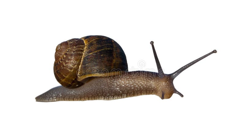 Garden Land Snail stock image. Image of helix, mollusk - 30094661
