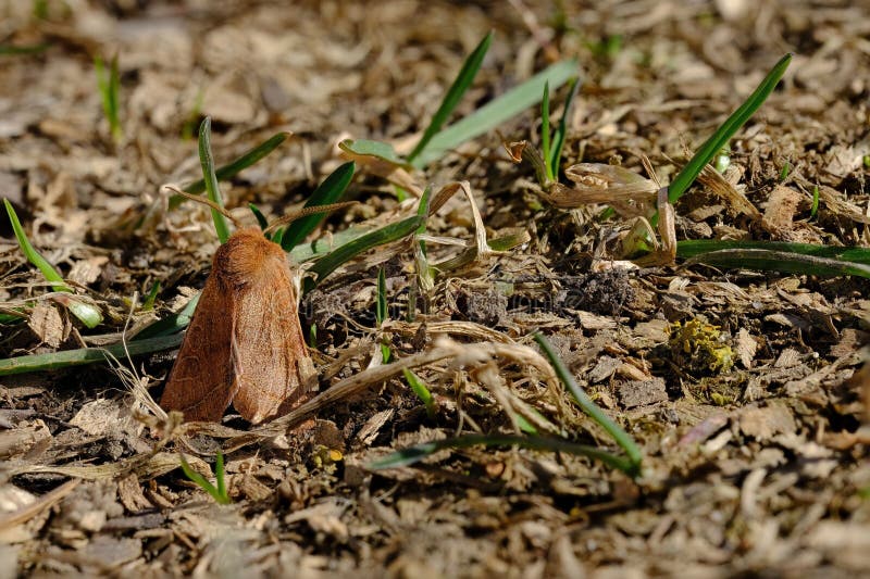 Of a Terrestrial Moth Resting on the Ground in a Natural Environment ...