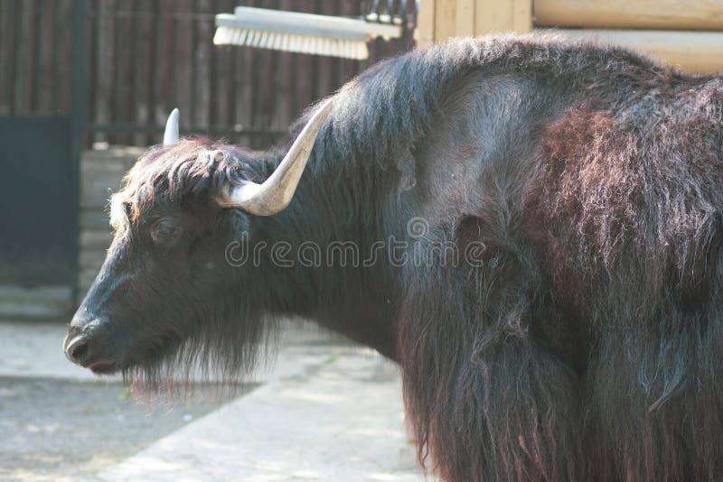 Terrestrial Representatives of the Fauna of Tropical Forests and ...