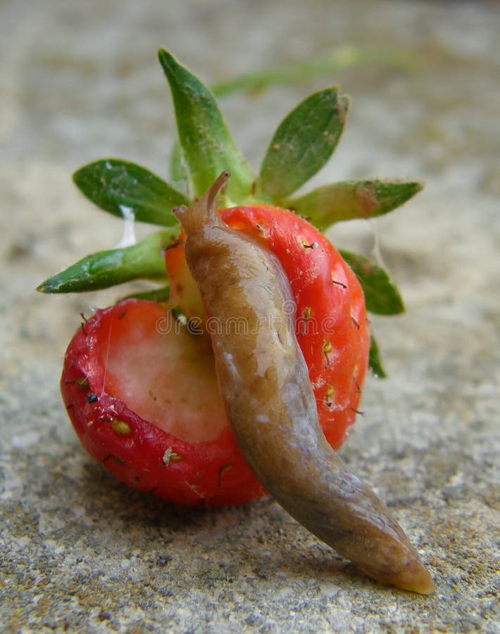 Terrestrial slug stock photo. Image of eating, land, planter - 55912126