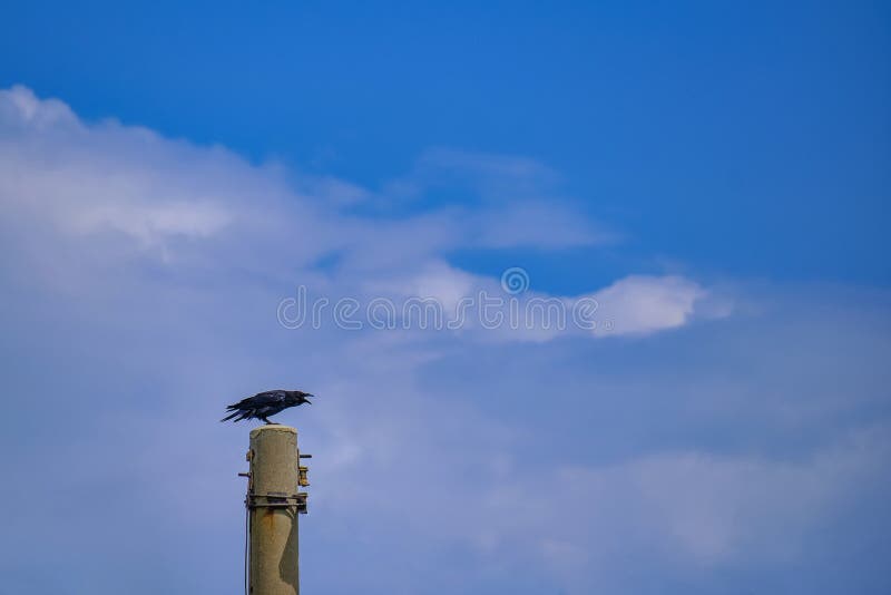 Terrible Croaking Raven Sitting on a Pole Stock Photo - Image of beak ...