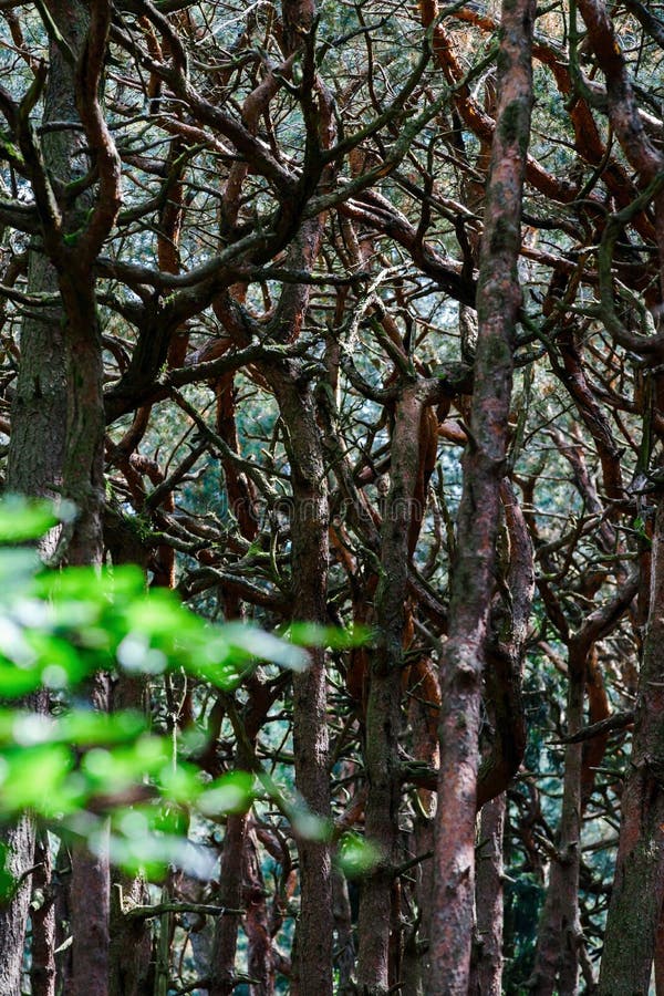 Terrible Dreamy Mysterious Forest View Stock Image - Image of ...