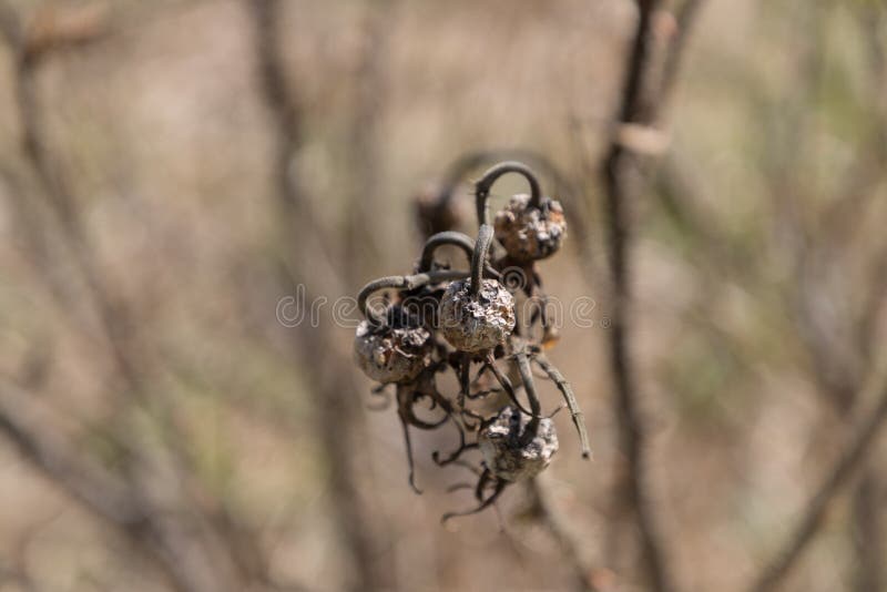 Terrible and Dry Branch of a Dogrose Stock Image - Image of weekend ...