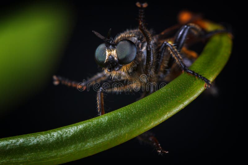 A terrible fly in the dark stock photo. Image of eyes - 122745244